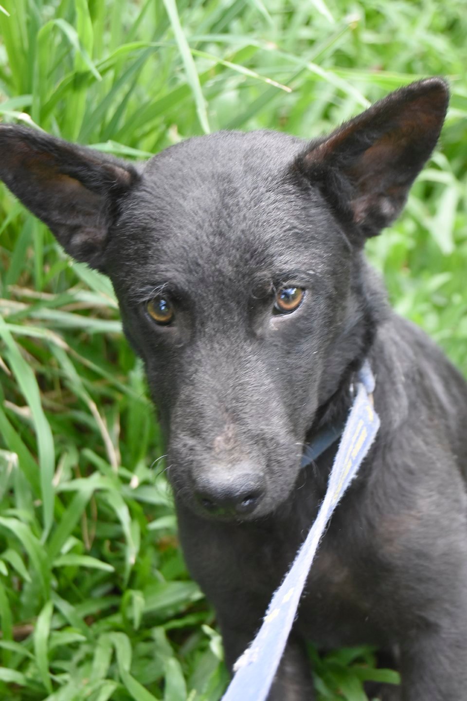 Onyx • Dumaguete Animal Sanctuary